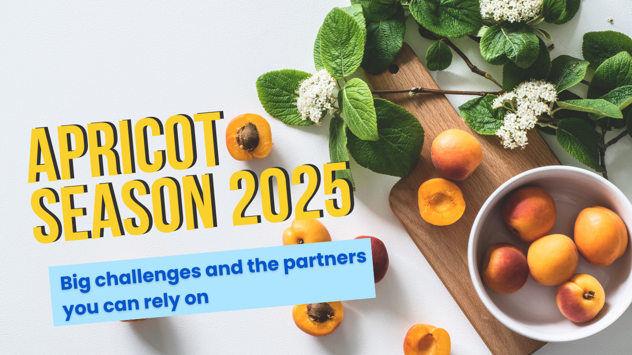 Apricot Season 2025: Key Challenges & Trusted Logistics Partners